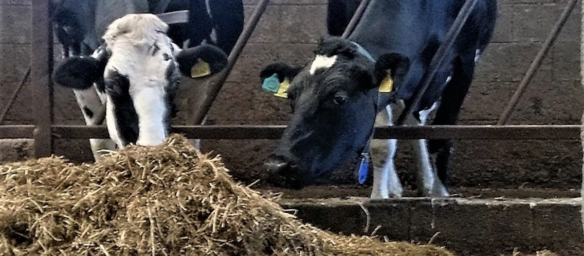 Cow sheds, cow pats and community links: a volunteer’s view of the ...