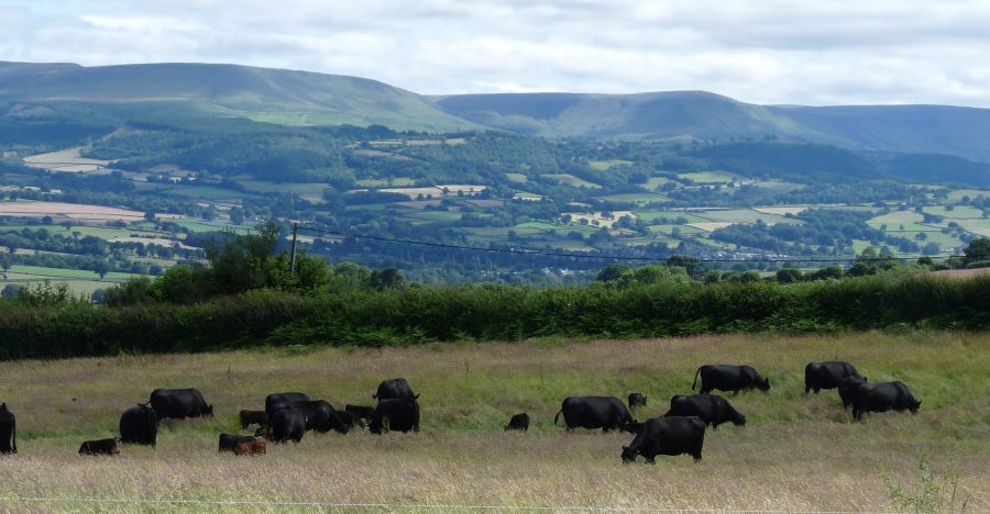 CyFAN Cymru: could you help us establish a new organisation? – CGFFfC ...